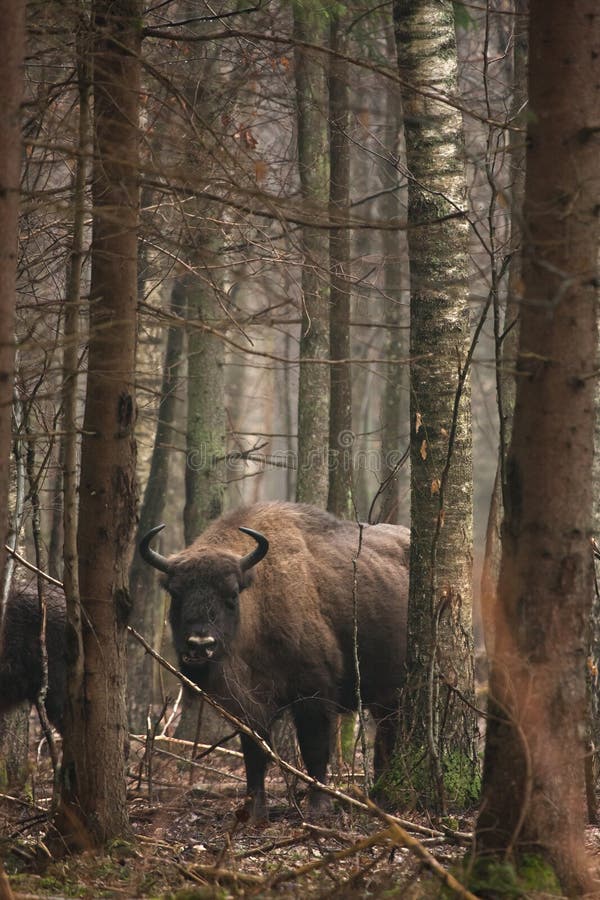 European Bisons stock photo. Image of endangered, grazing - 20136752