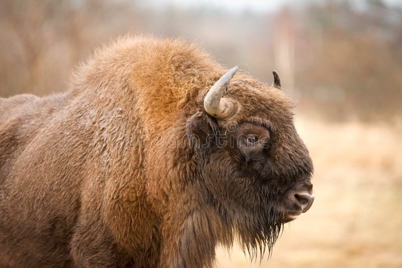 European Bison stock photo. Image of germany, european - 20136964