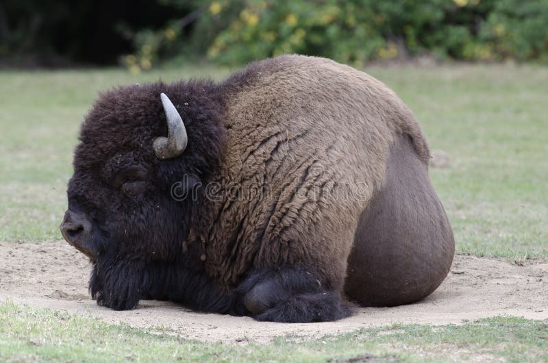 European Bison stock photo. Image of cattle, profile, animal - 3360638