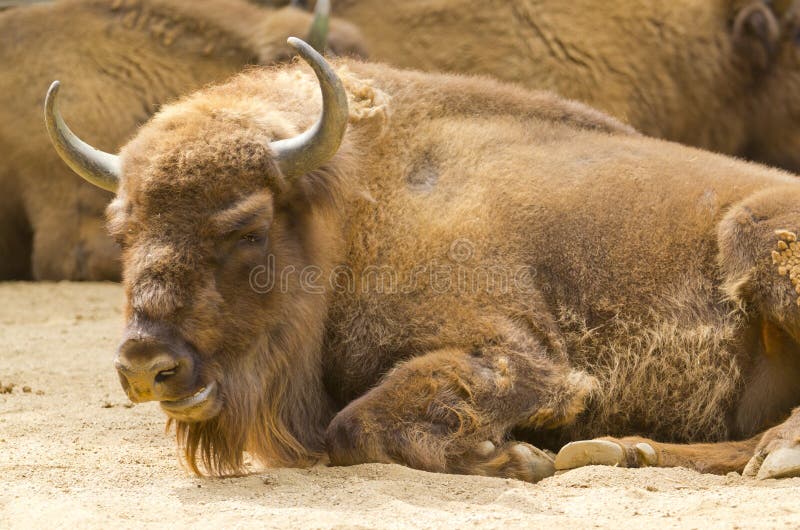 European Bison stock image. Image of head, teeth, animal - 21182073