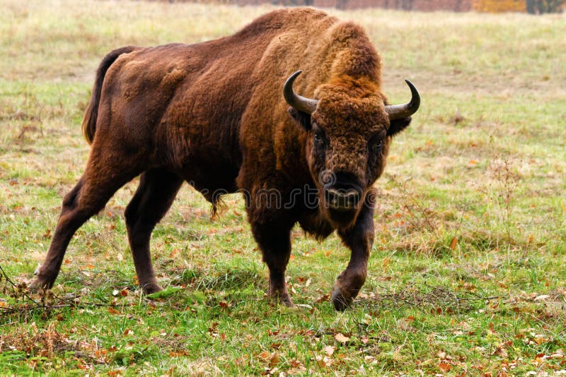 European Bison stock photo. Image of cattle, profile, animal - 3360638