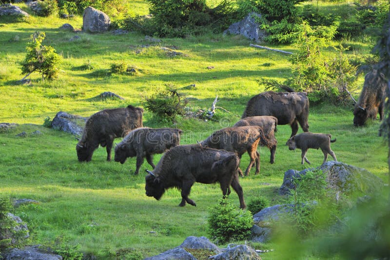 European bison stock image. Image of animal, horns, range - 25482747
