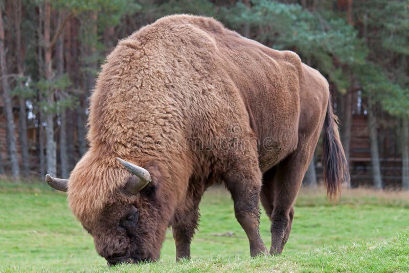 The European Bison stock image. Image of animal, forest - 27051879