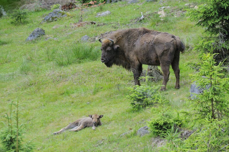 European bison stock image. Image of huge, mammal, reserve - 28249017
