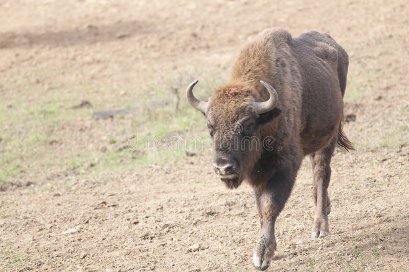 European Bison stock image. Image of female, mammal, romania - 29056195