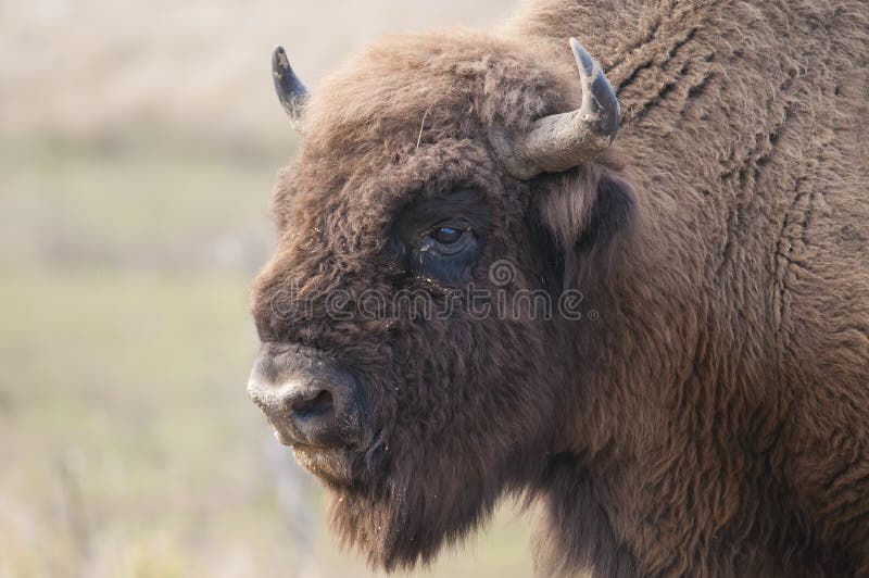 European Bison stock photo. Image of strong, look, stare - 29056254