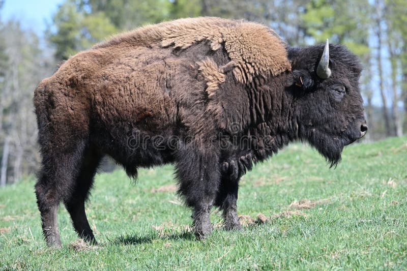 European bison stock photo. Image of turiform, bison - 315532250