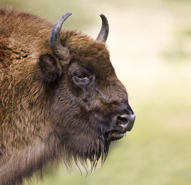 European Bison stock photo. Image of american, breath - 88217504