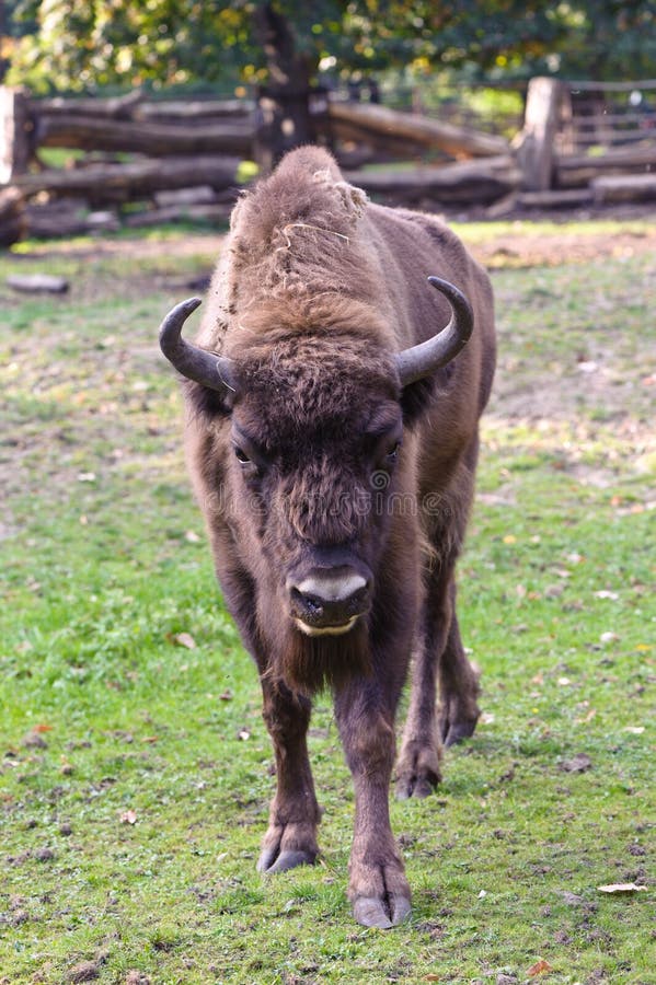European Bison (bison Bonasus) Stock Photo - Image of poland, europe ...