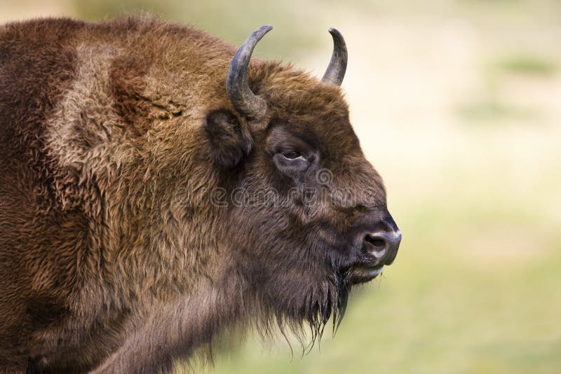 European Bison - (Bison Bonasus) - Poland Stock Image - Image of bison ...
