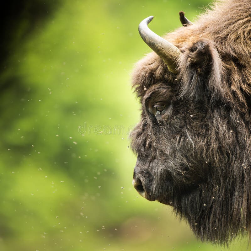 European Bison (Bison Bonasus) Stock Image - Image of cold, herbivore ...