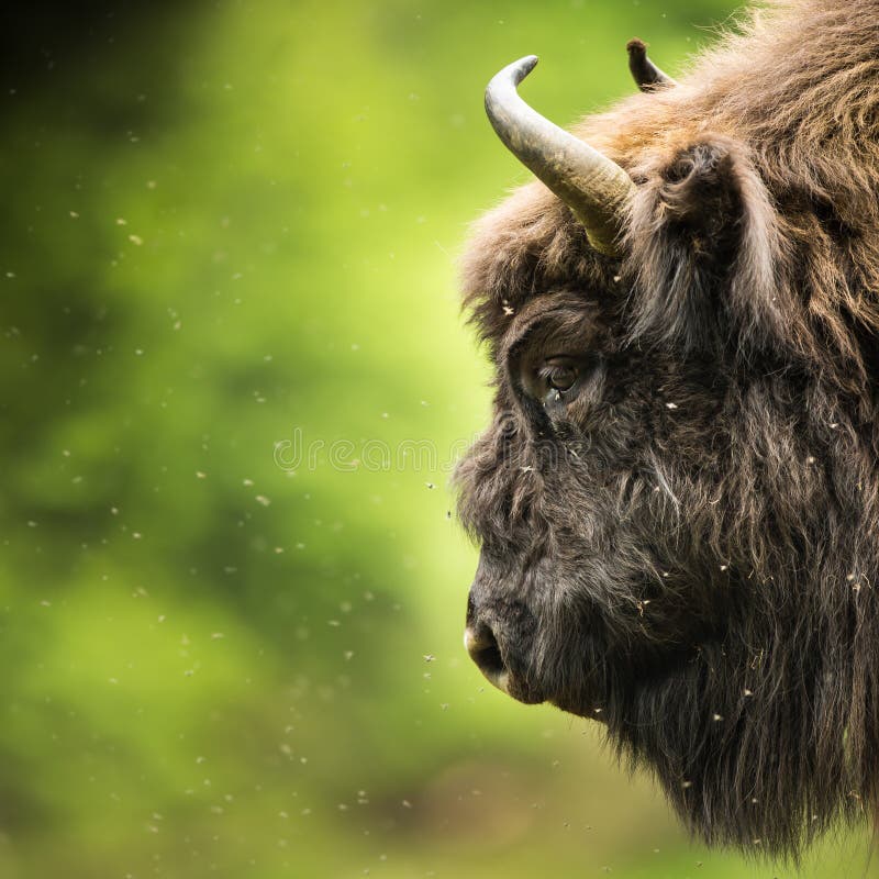 European Bison Bison Bonasus Stock Image - Image of dairy, bonasus ...