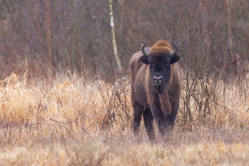 The European Bison (Bison Bonasus) or the European Wood Bison Front ...