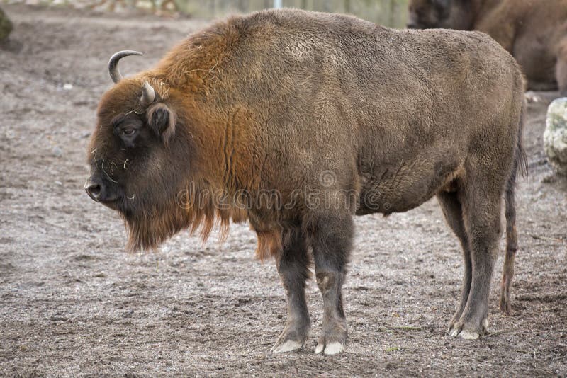 European bison stock image. Image of mammal, park, bison - 36789341
