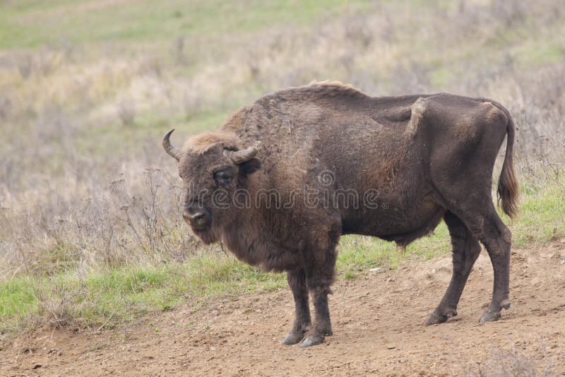European Bison Bull stock photo. Image of bison, wild - 29056098