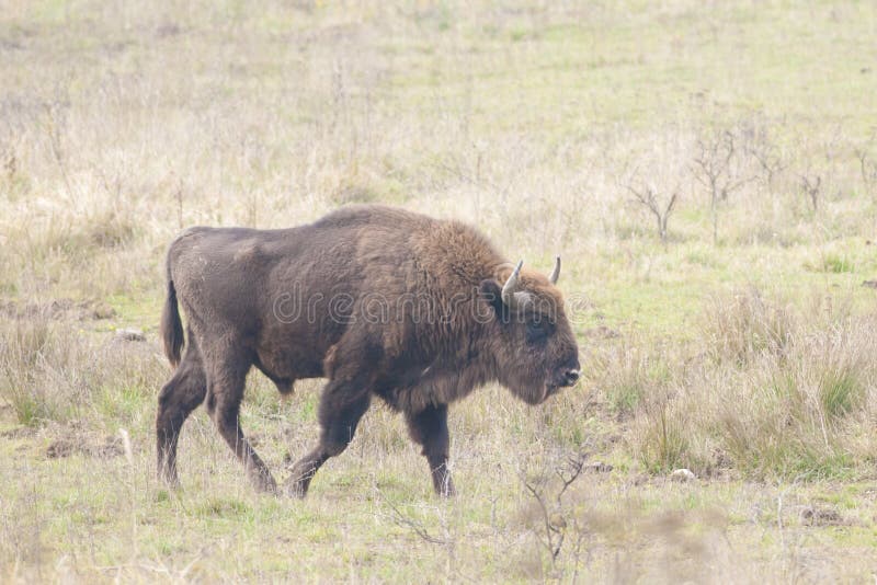 European Bison Bull stock image. Image of bonasus, nature - 29056141