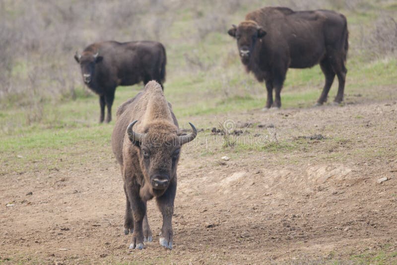 European Bison Bull stock photo. Image of endangered - 29056296