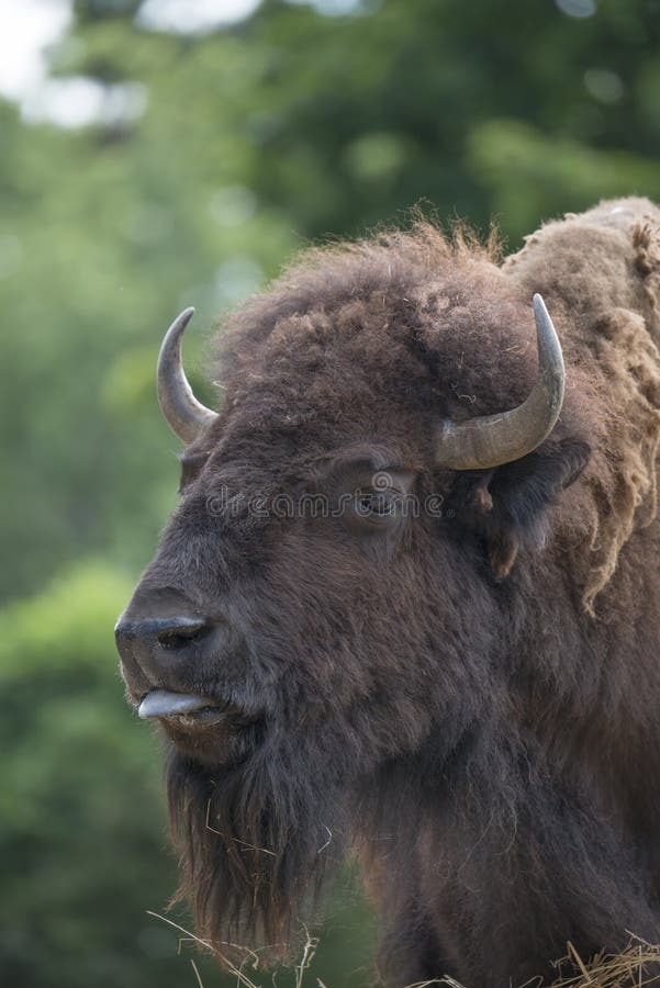 European bison - bull stock image. Image of horned, bizon - 57214239