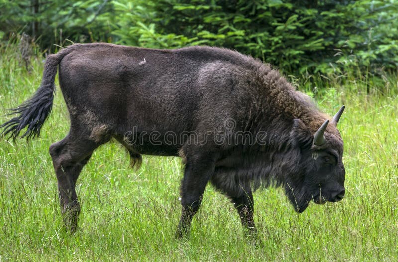European bison - bull stock photo. Image of wildlife - 42255300