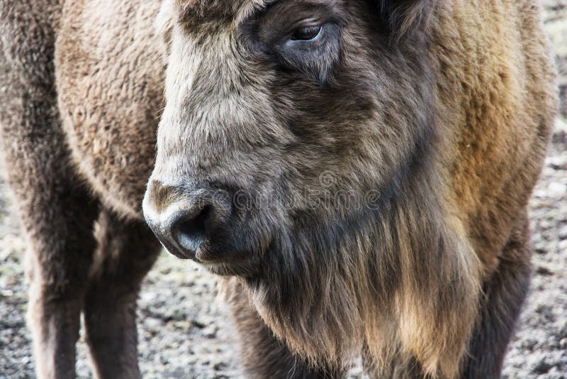 European Bison Close Up Portrait Stock Photo - Image of pasture ...