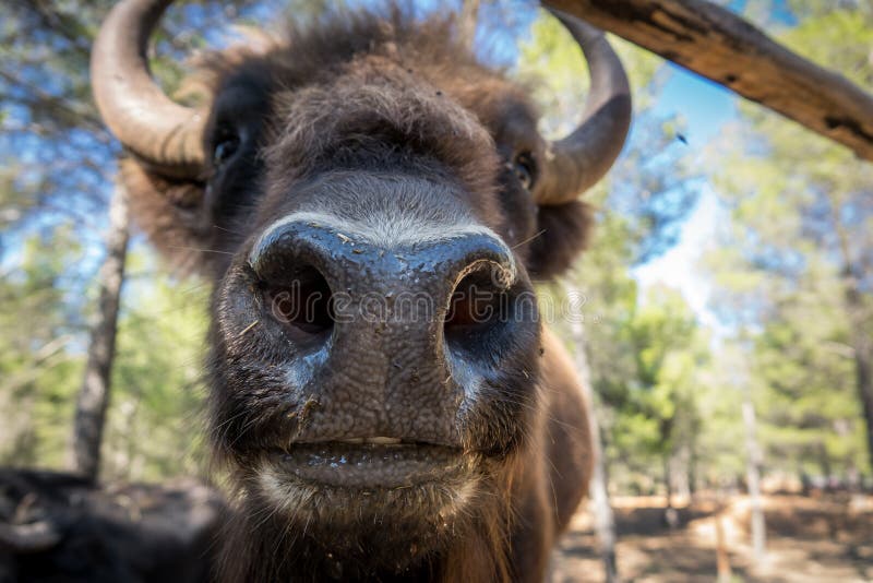 European Bison Closeup of Snout Stock Photo - Image of large, bizon ...