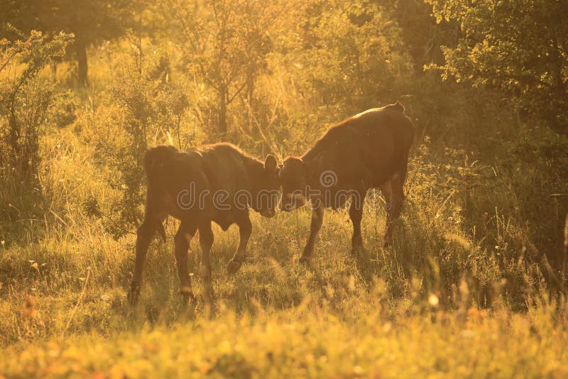European bison stock image. Image of young, sunlight - 76250255