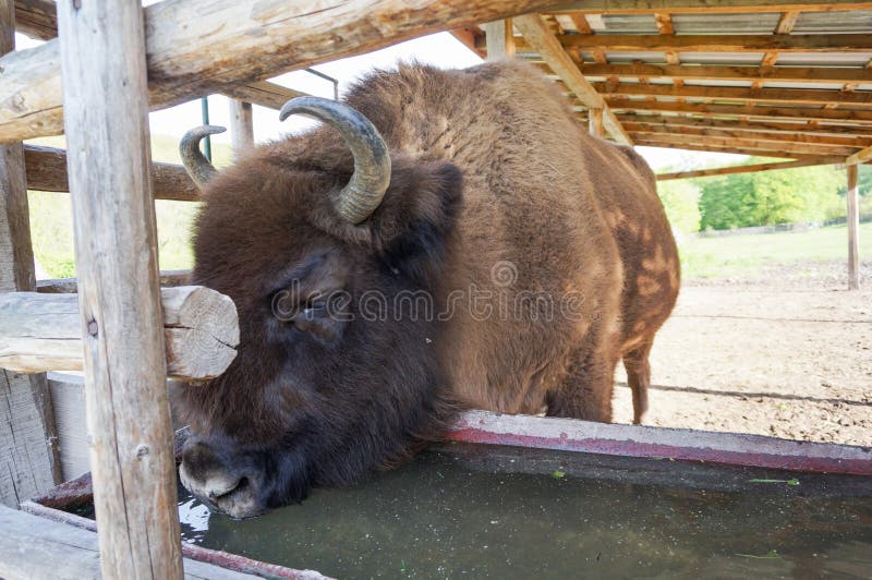 European Bison Drinking Water Stock Photo - Image of romania, horn ...