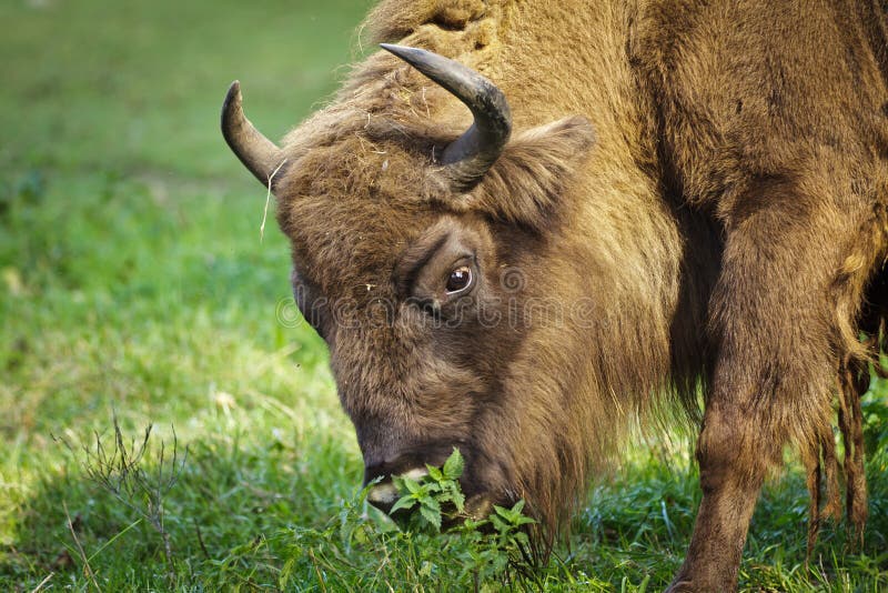 European Bison Eating Grass in the Meadow Stock Photo - Image of park ...