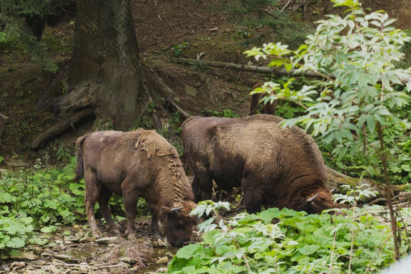 European Bison in the Enclosure in Muczne, Bison Bonasus Stock Photo ...