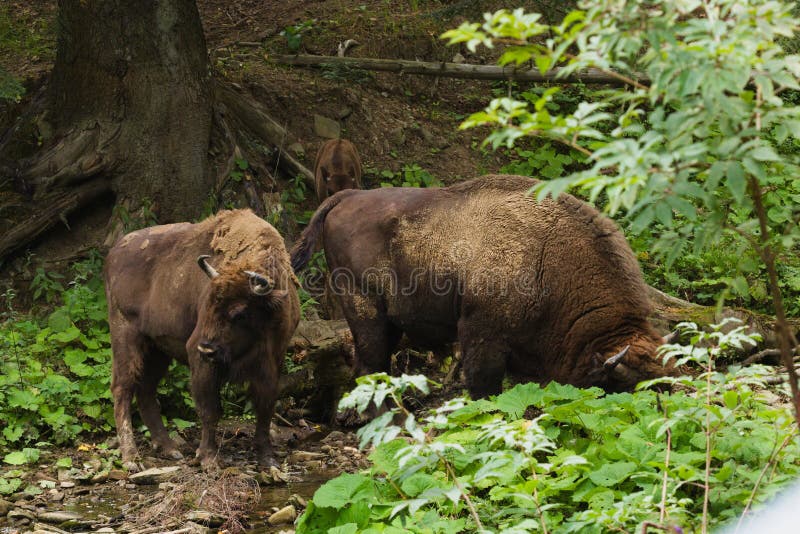 European Bison in the Enclosure in Muczne, Bison Bonasus Stock Image ...