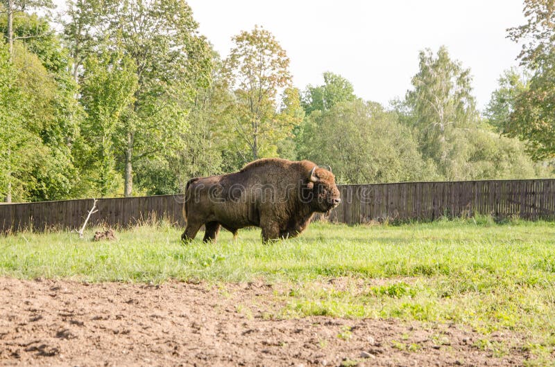 European bison stock photo. Image of nature, alfa, european - 100206554