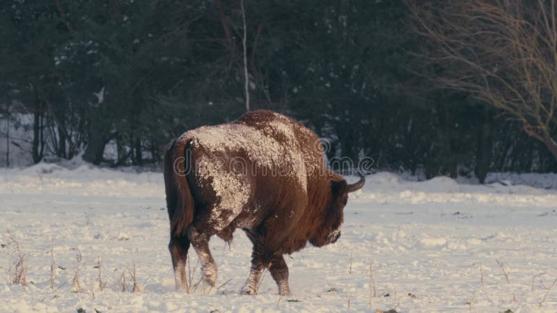 European Bison Foraging in Snowy Field at Sunset Stock Footage - Video ...