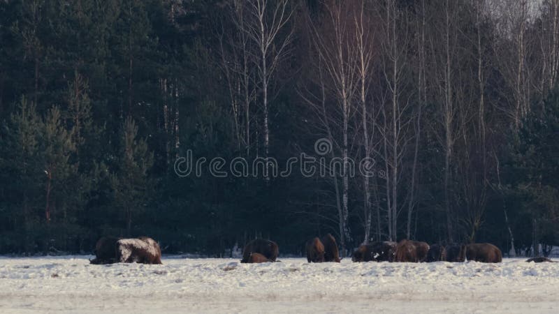 European Bison Foraging in Snowy Field at Sunset Stock Footage - Video ...