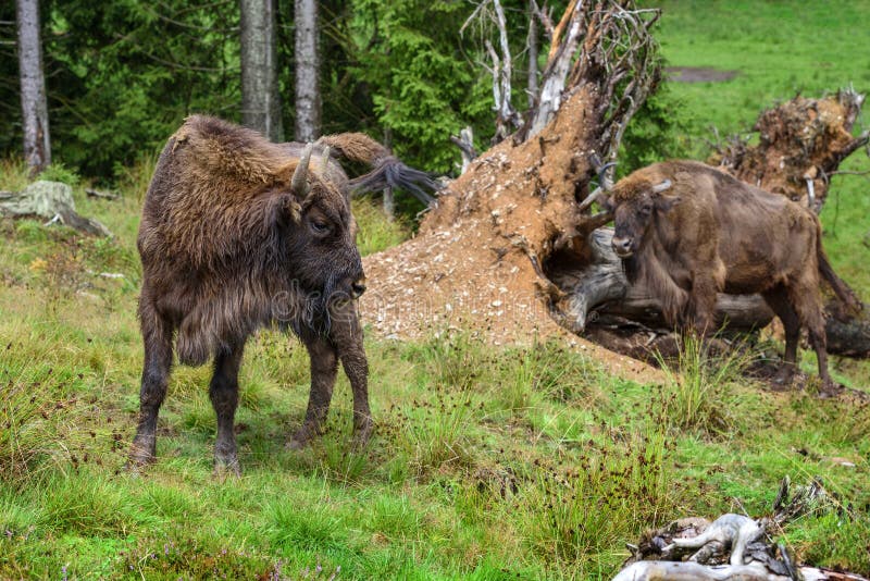 European Bison in the Forest. Wisent Stock Photo - Image of nature ...