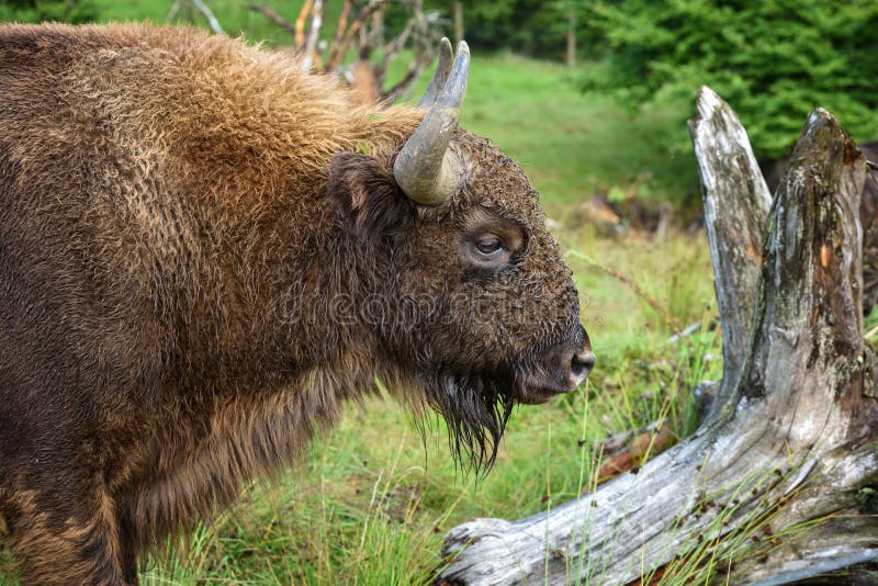 European Bison in the Forest. Wisent Stock Image - Image of outdoor ...