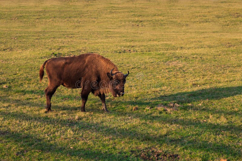 European bison stock photo. Image of animal, buffalo - 58354514