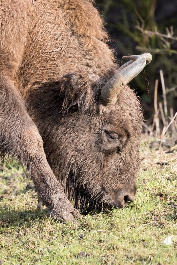 European bison. stock photo. Image of head, grass, bison - 67863312