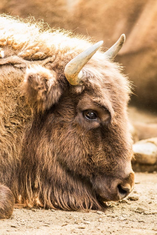 4,763 Bison Head Photos - Free & Royalty-Free Stock Photos from Dreamstime