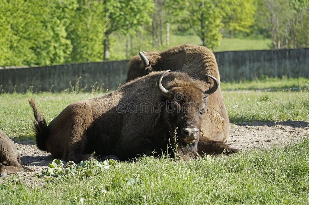 European Bison Laying on a Grass Stock Photo - Image of herbivore ...