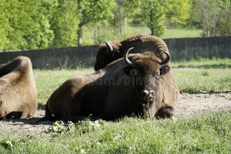 European Bison Laying on a Grass Stock Image - Image of herbivore ...