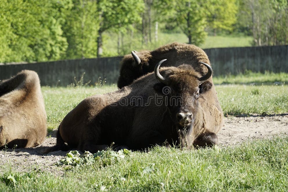 European Bison Laying on a Grass Stock Image - Image of herbivore ...