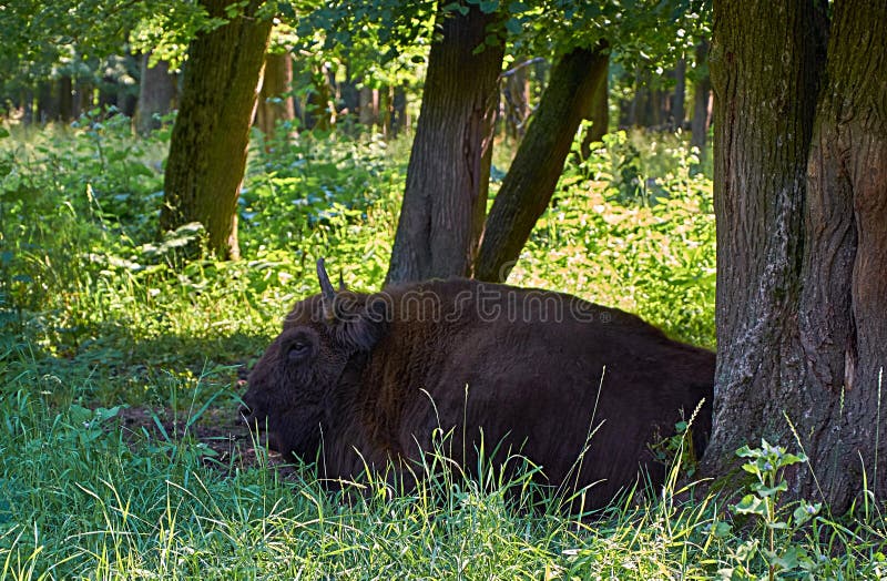 The European Bison Lies Under a Tree in the Forest in Summer Stock ...