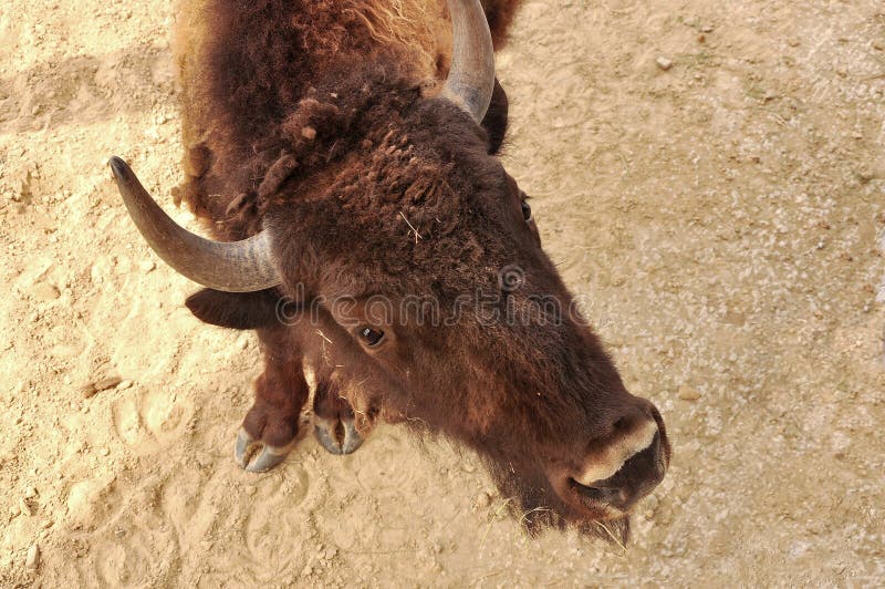 European bison, portrait stock image. Image of wild, powerful - 72619095