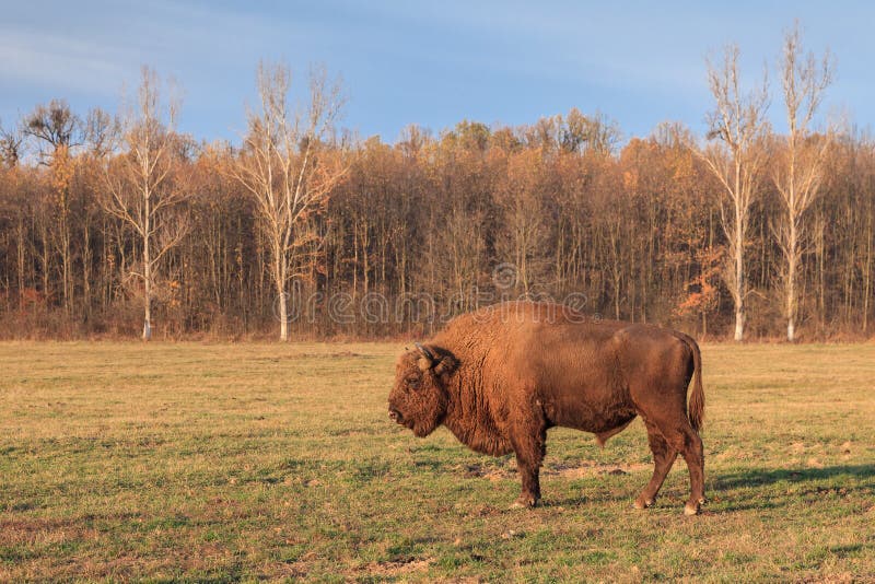 European bison, Romania stock photo. Image of hair, buffalo - 145792282
