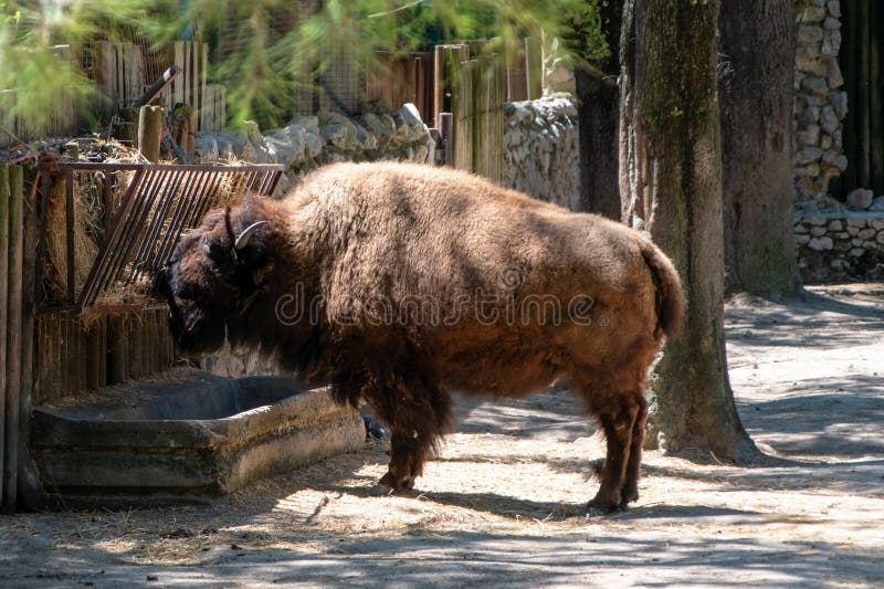 The European Bison or Simply Bison, Also Known As the European Buffalo ...
