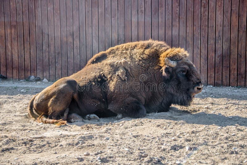 European bison stock image. Image of bull, horn, herbivore - 79353133