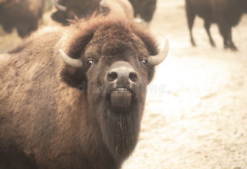 European bison smiling stock photo. Image of cold, snow - 82547288