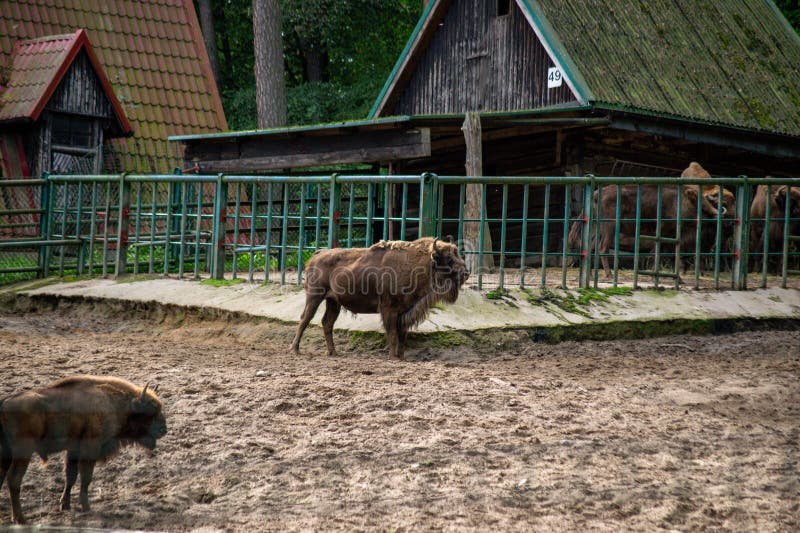 European Bison Stand in an Animal Enclosure Stock Photo - Image of ...