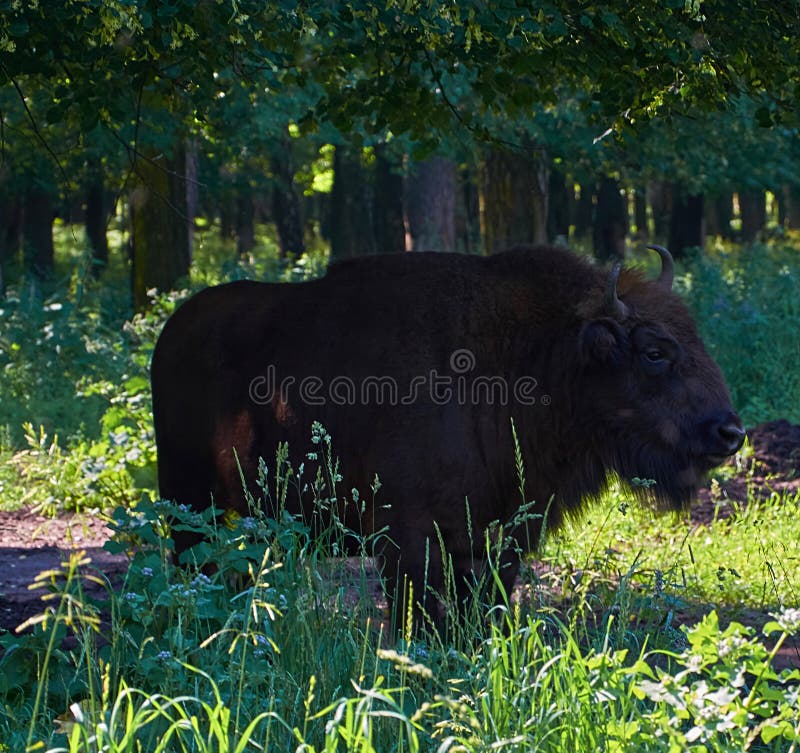 European Bison Stands Near a Tree in the Forest Stock Image - Image of ...