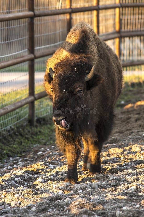 A European Bison Walks in the Zoo Stock Image - Image of bonasus, bison ...